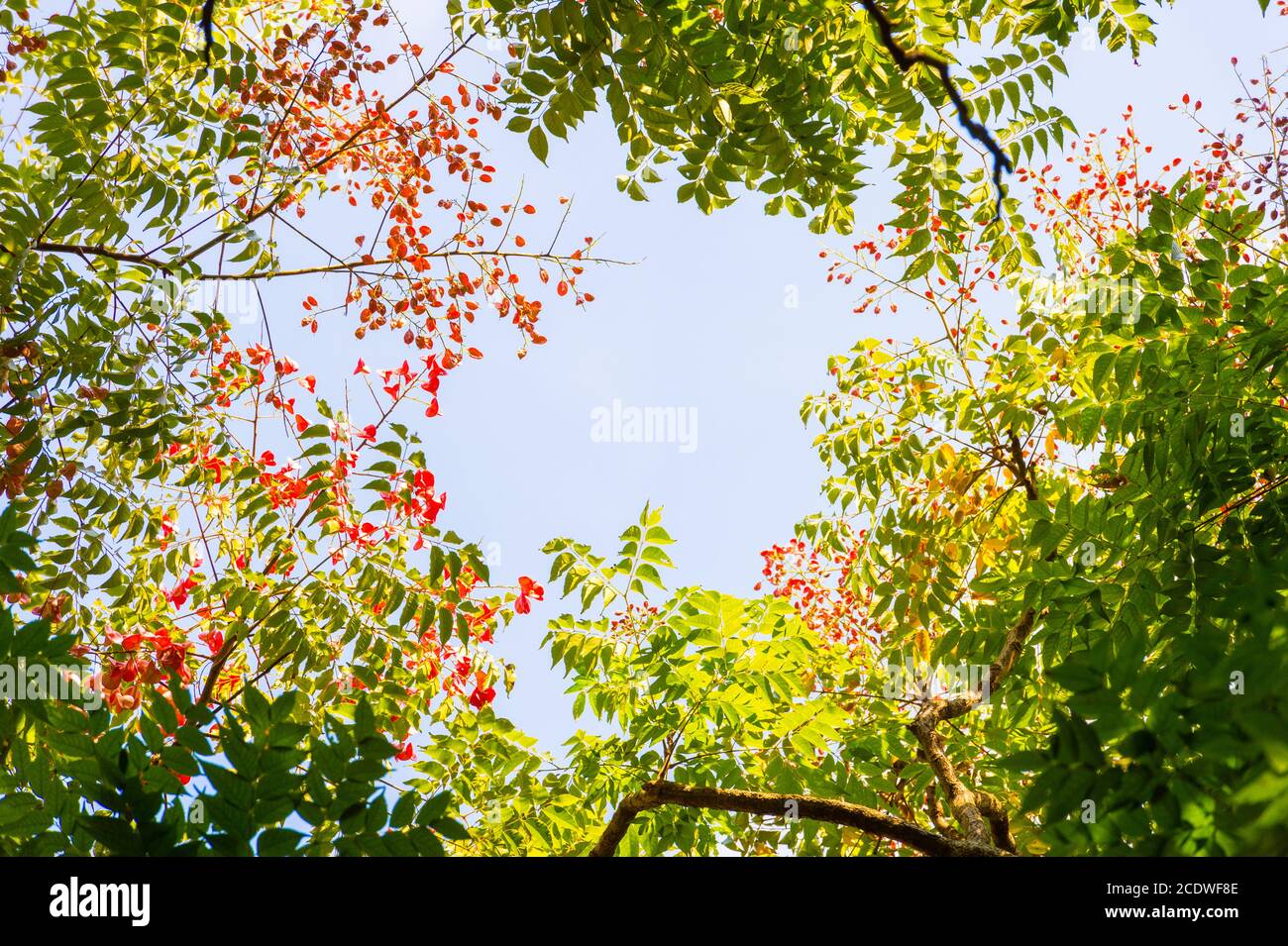 Top view with tree branch and blue sky Stock Photo - Alamy
