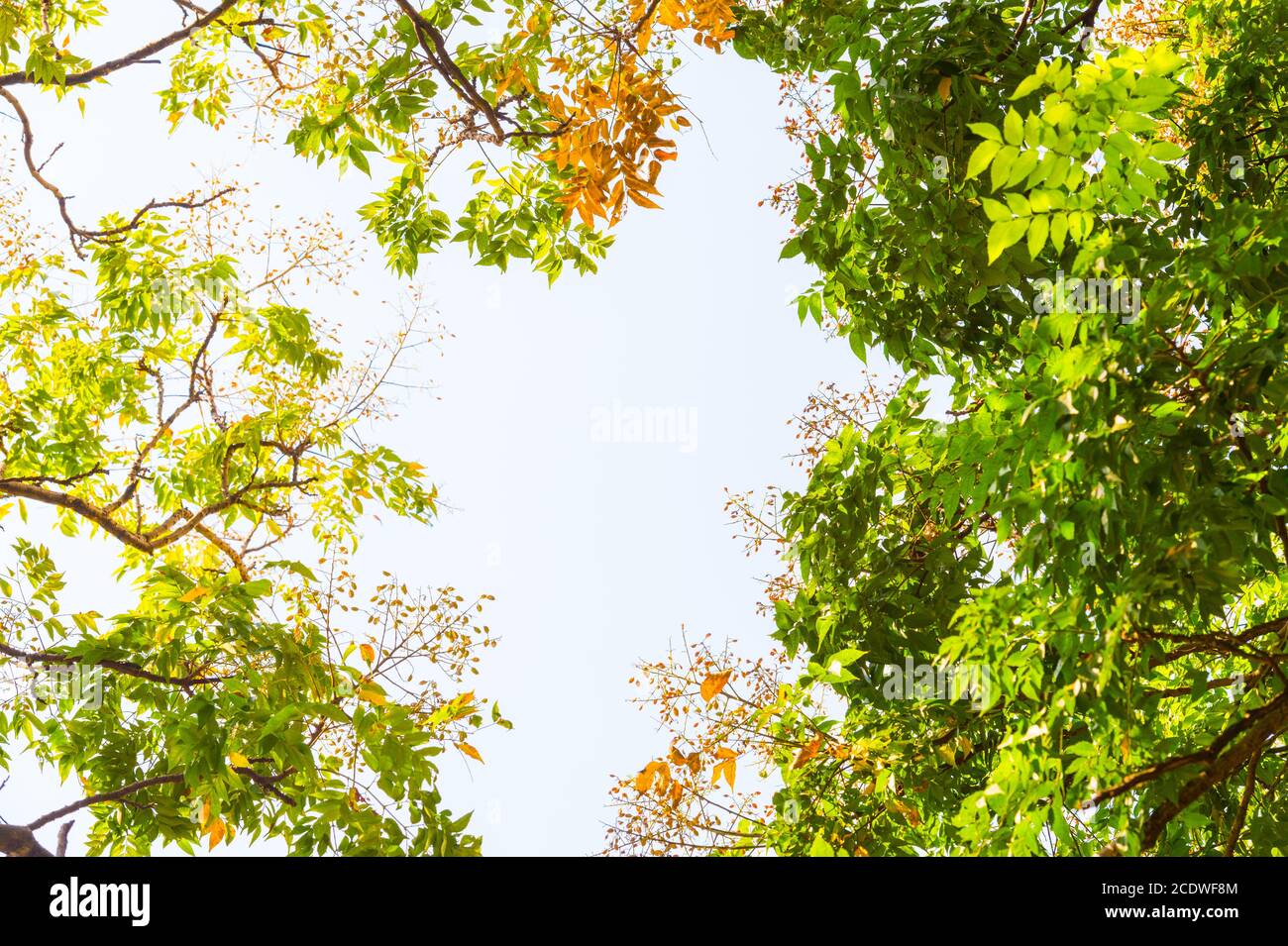 Top view with tree branch and blue sky Stock Photo - Alamy