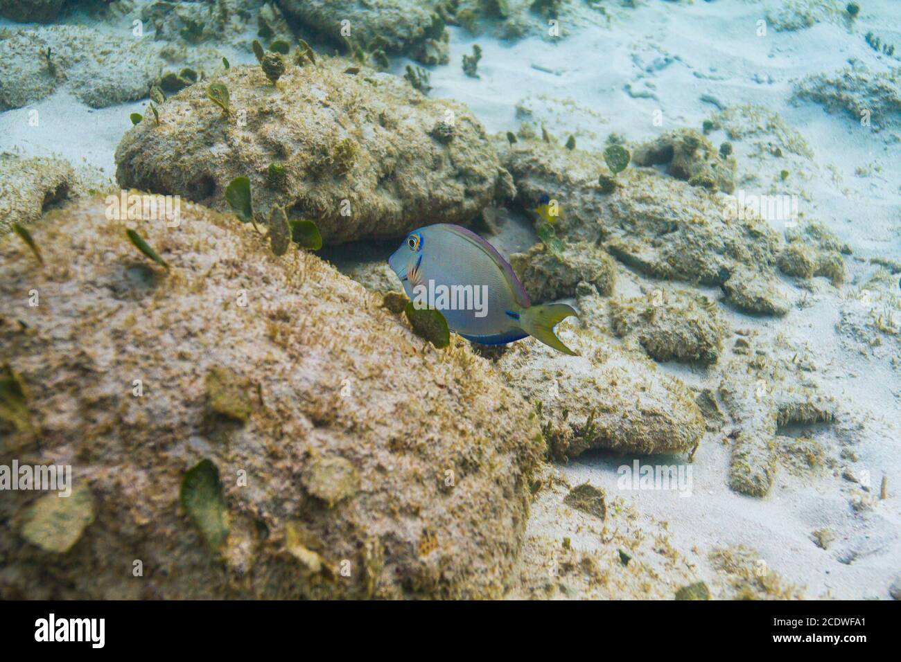 Ocean surgeon hi-res stock photography and images - Alamy