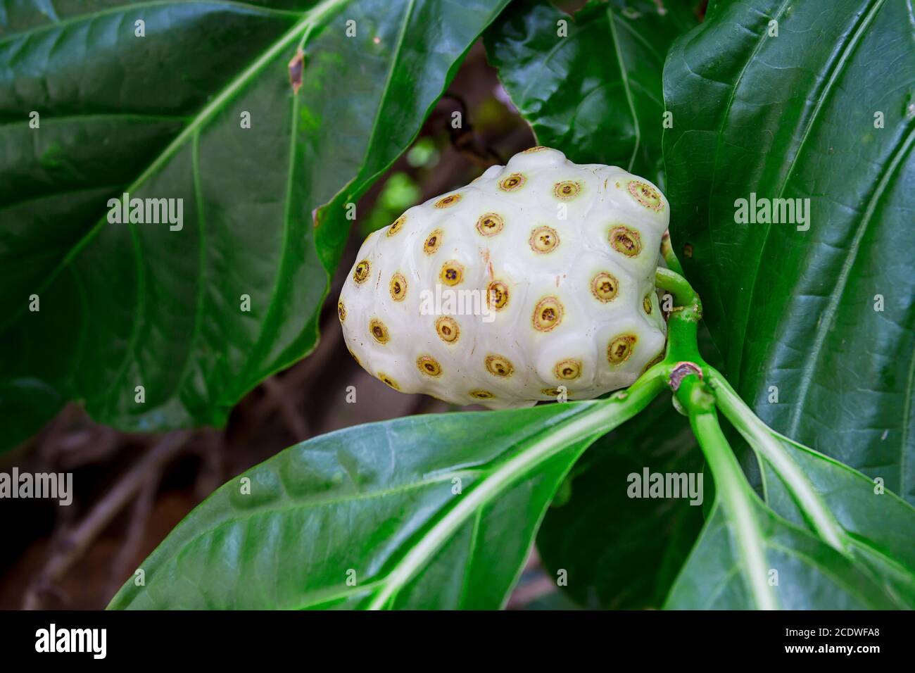 White tropical fruit Stock Photo - Alamy