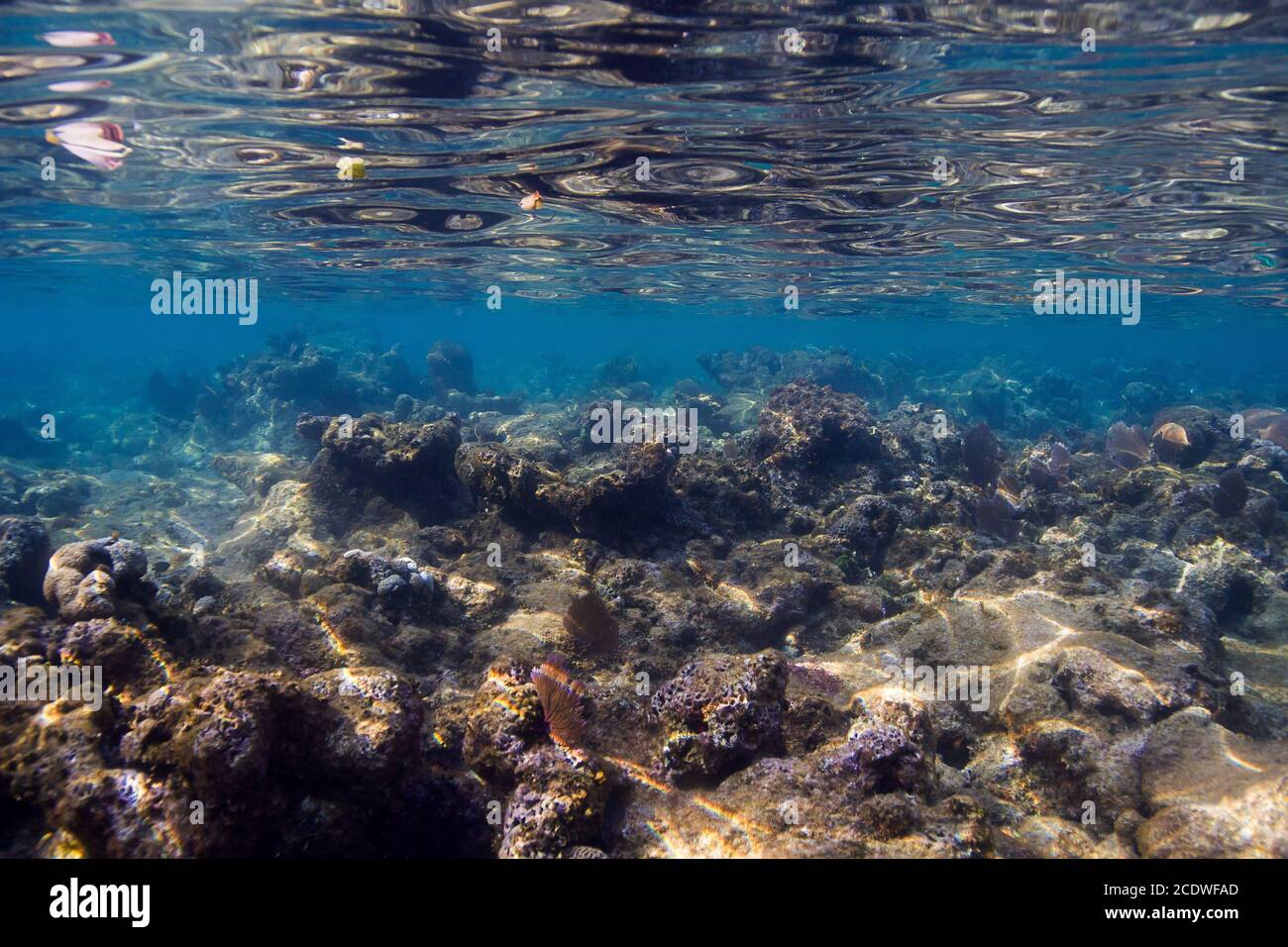 Shallow reef fish hi-res stock photography and images - Alamy