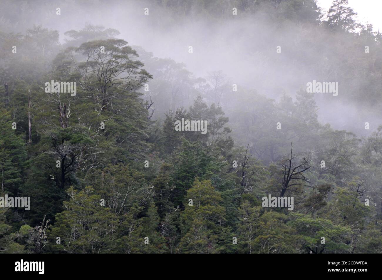 Lewis Pass native forest on a wet winter drive Stock Photo - Alamy