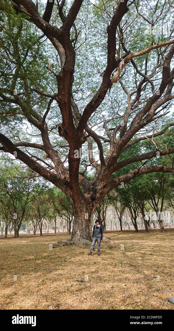 The beauty environment of sun light and tree Stock Photo - Alamy