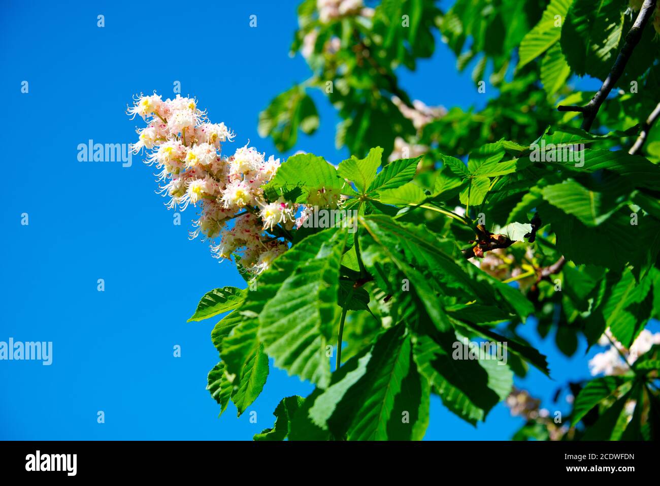 Blooming chestnut tree hi-res stock photography and images - Alamy