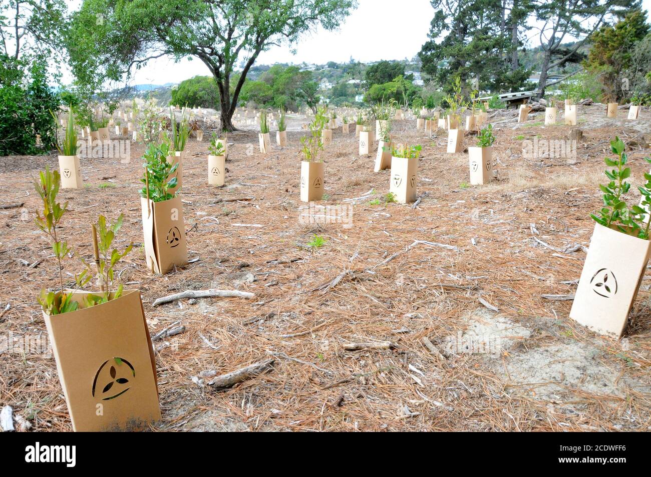 Coastal planting of grasses using biodegradable cardboard plant guards ...