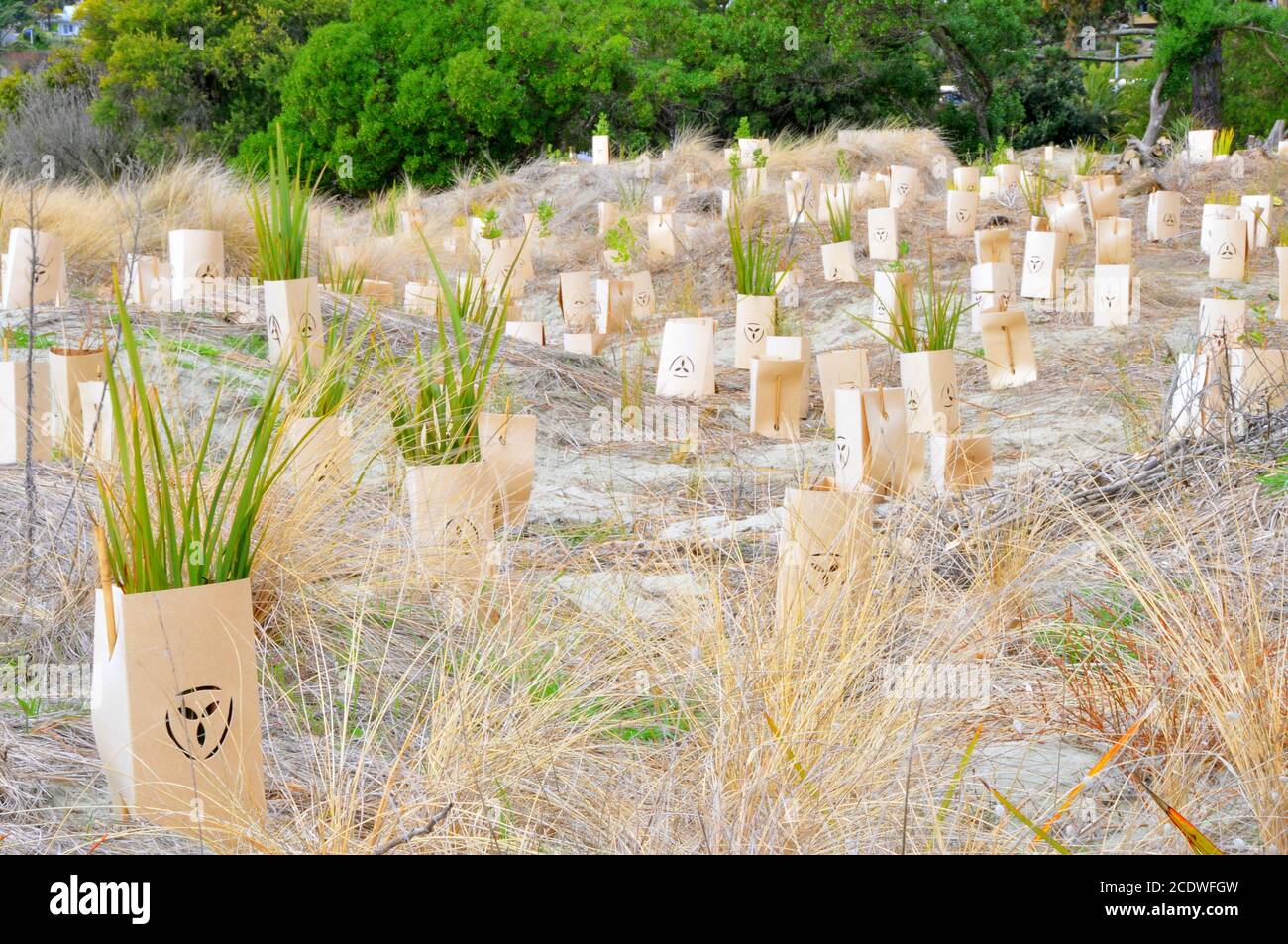 Coastal planting of grasses using biodegradable cardboard plant guards, an NZ innovation Stock ...