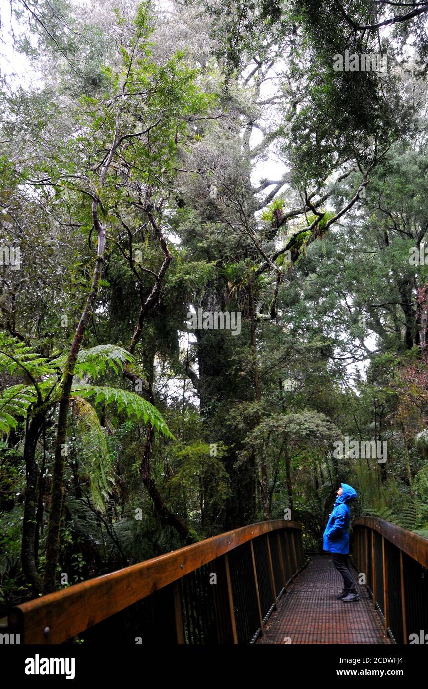 Bridge in sub temperate native forest on the path to Te Waikoropupū ...
