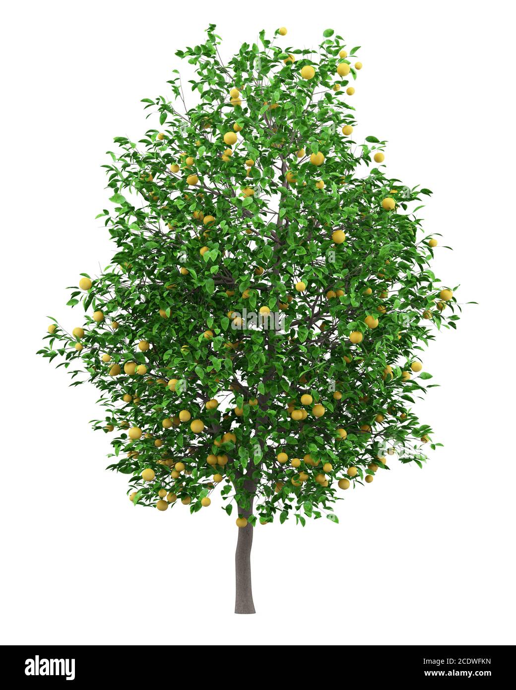 White grapefruit tree Cut Out Stock Images & Pictures - Alamy