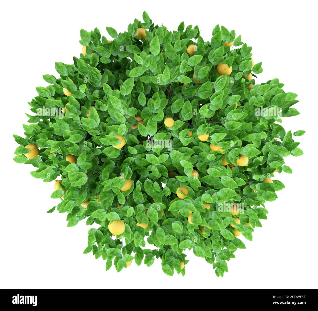 White grapefruit tree hi-res stock photography and images - Alamy