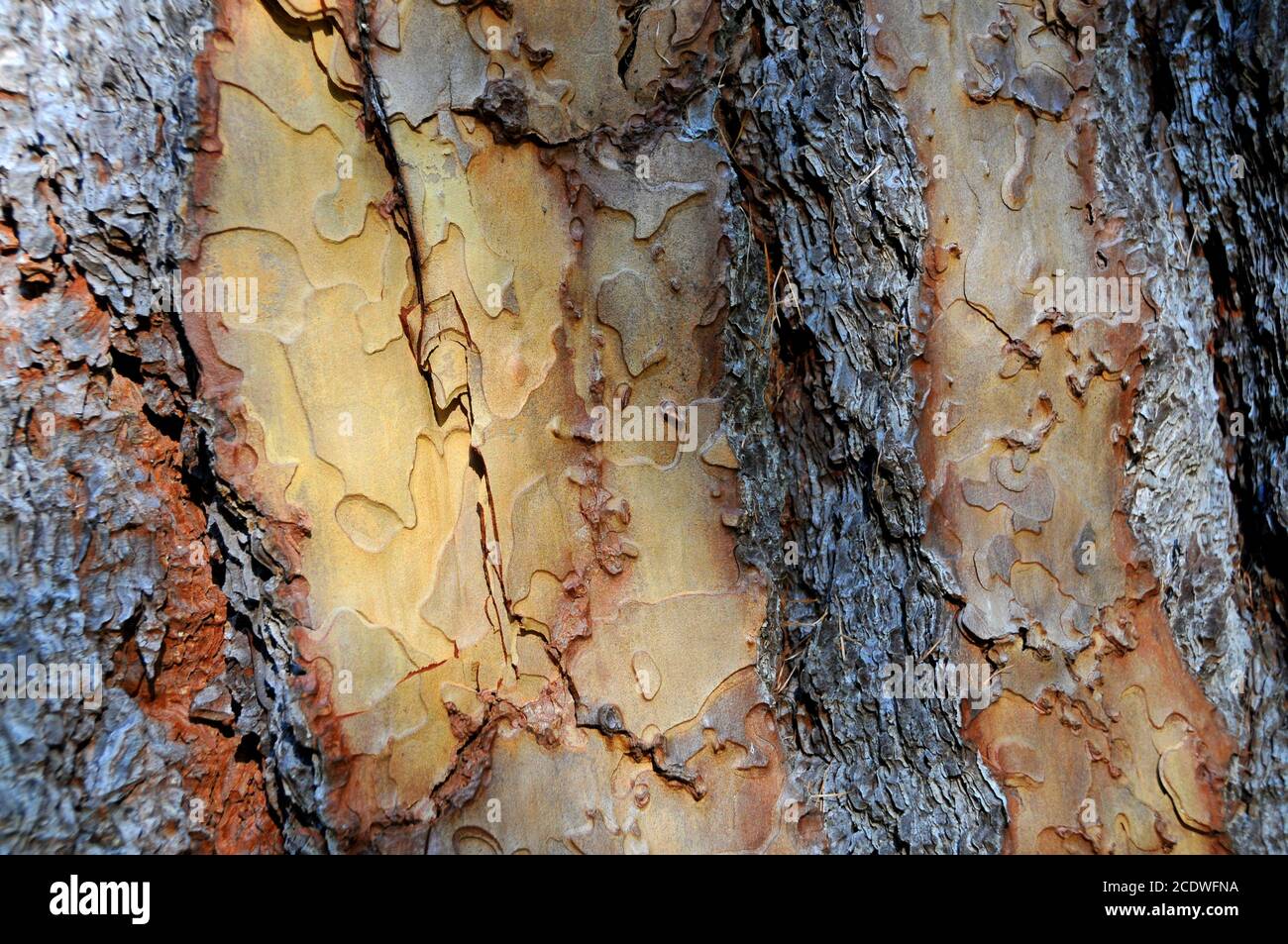 Bark of the yellow pine Stock Photo - Alamy