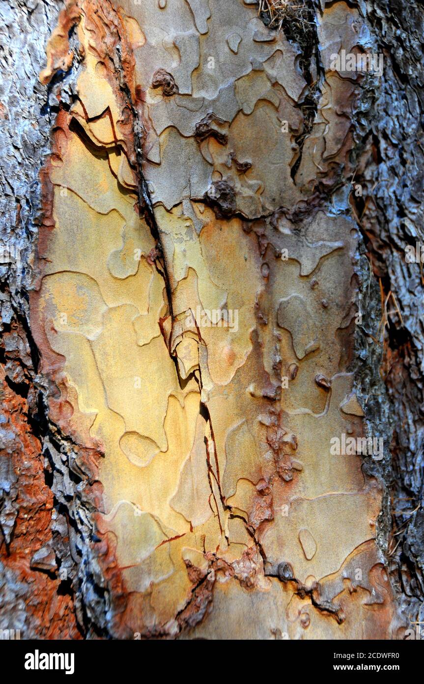 Yellow pine bark hi-res stock photography and images - Alamy