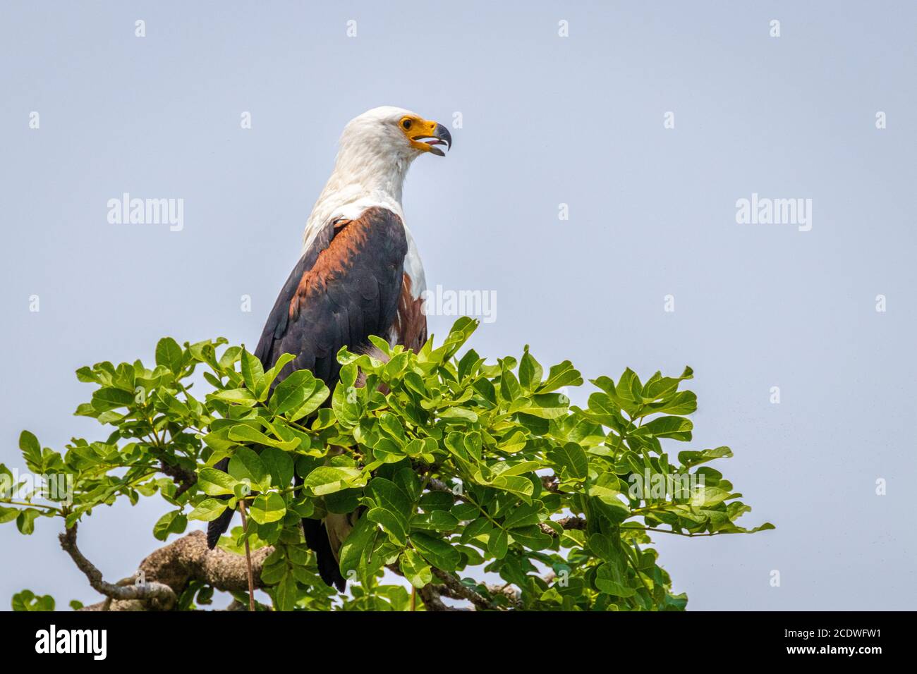 African fish eagle portrait hi-res stock photography and images - Alamy