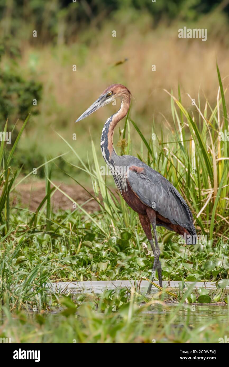 Goliath heron (Ardea goliath) or giant heron, a wading bird of the ...