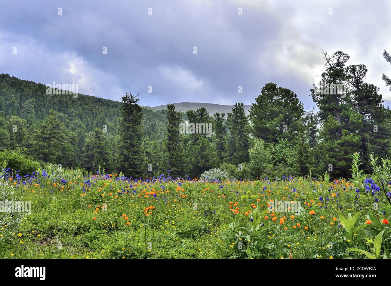 Picturesque view of blooming alpine meadow in mountain valley Stock ...