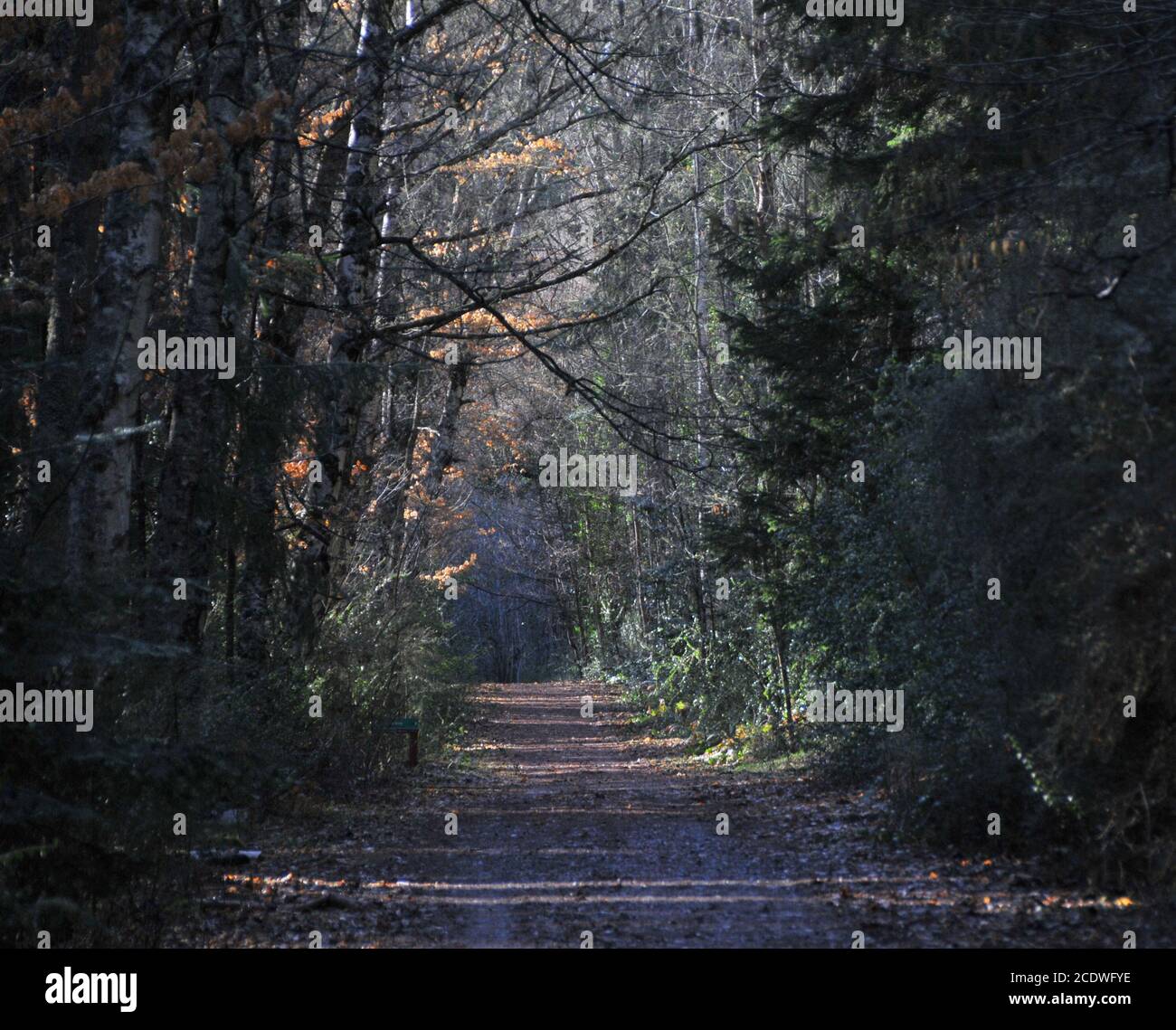 Hanmer forest hi-res stock photography and images - Alamy