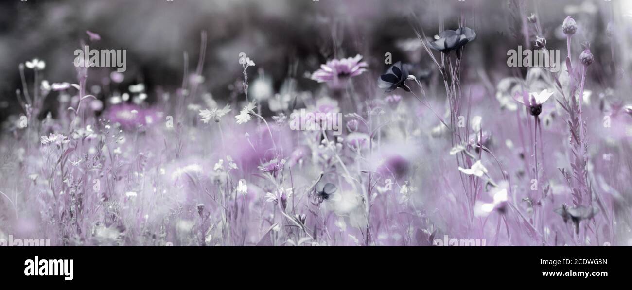 wildflowers meadow, colorful, nature, summer, background, mourning ...