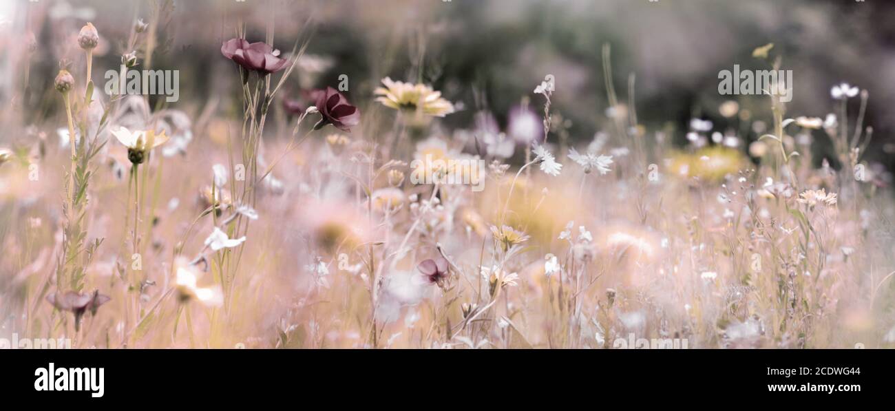 wildflowers meadow, colorful, nature, summer, background, mourning ...