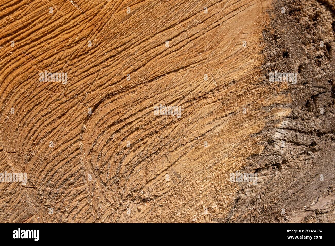 Wood texture background surface natural pattern Stock Photo - Alamy