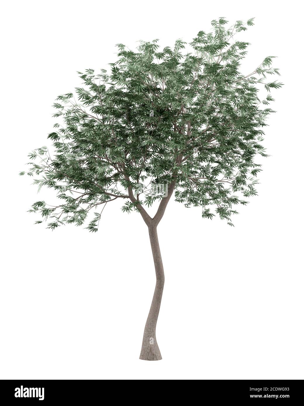 Illustration olive tree Cut Out Stock Images & Pictures - Alamy