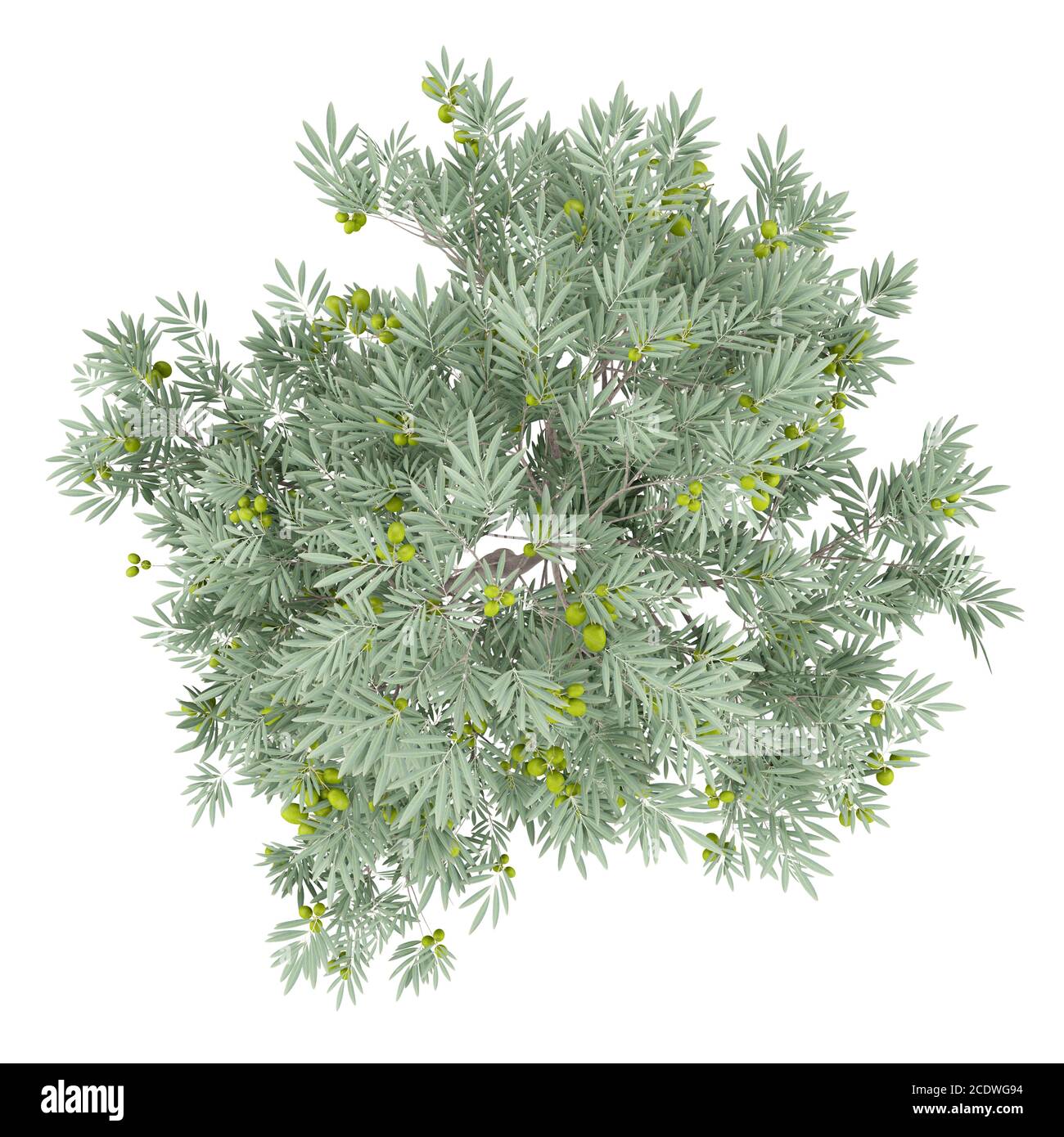 olive tree with olives isolated on white background. top view Stock ...