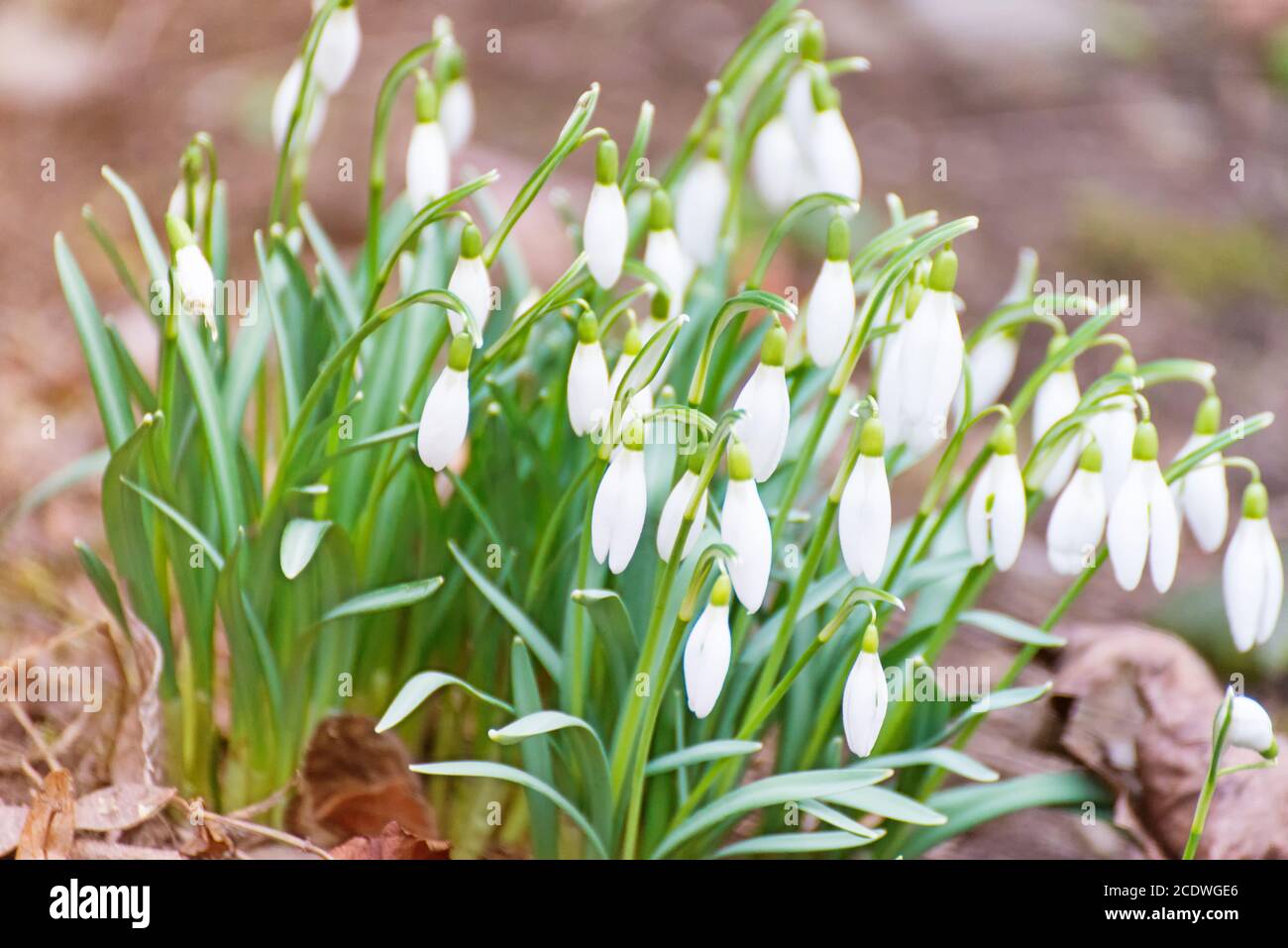Snowdrop in spring II Stock Photo - Alamy
