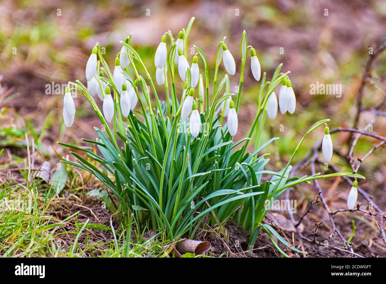 Village snowdrops hi-res stock photography and images - Alamy