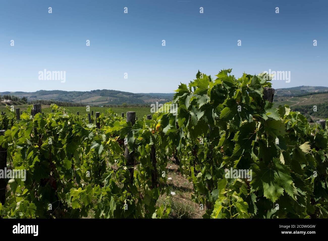Nice vineyard in Tuscany, Italy Stock Photo - Alamy