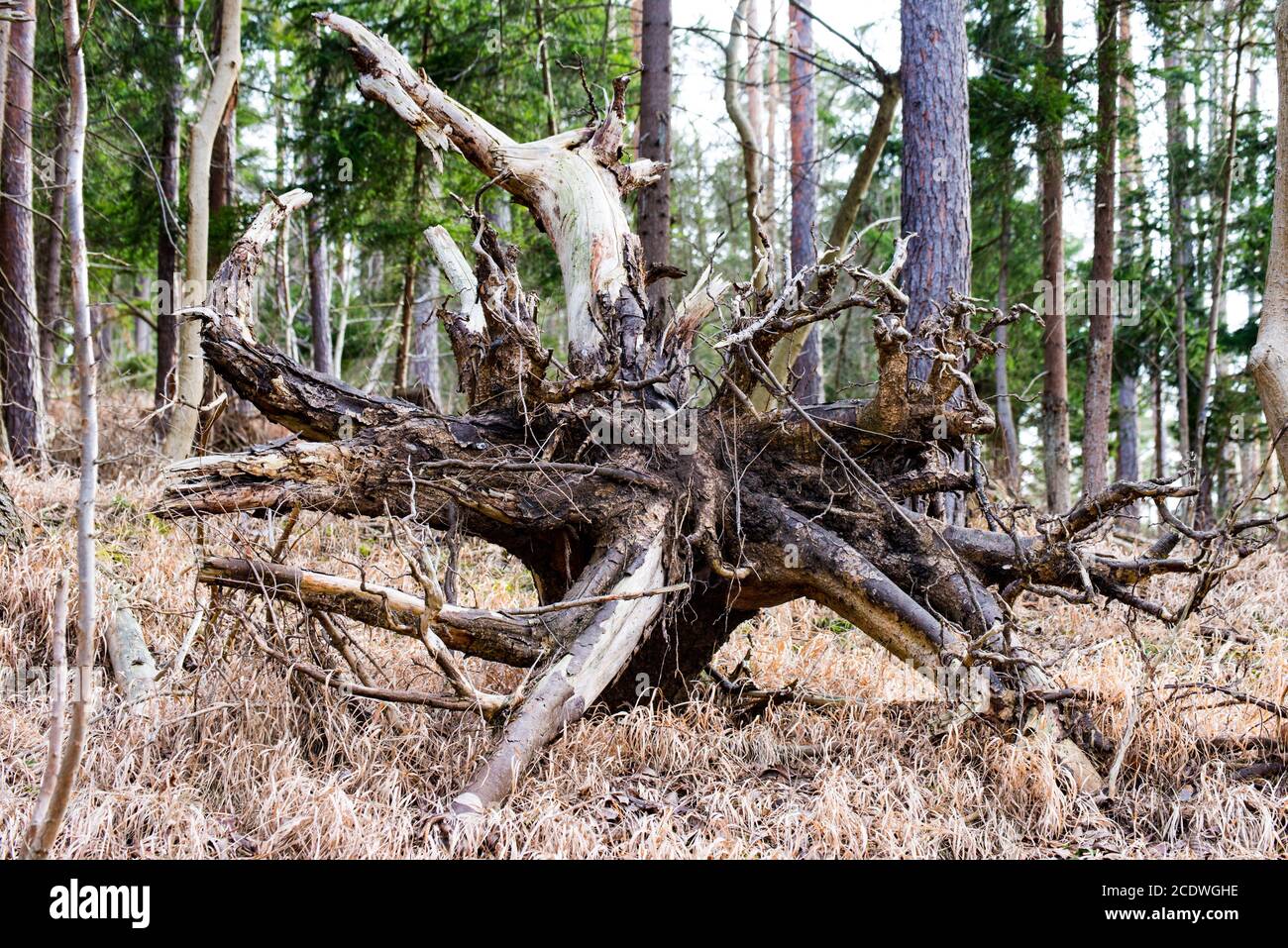 Cotton root in the forest I Stock Photo - Alamy