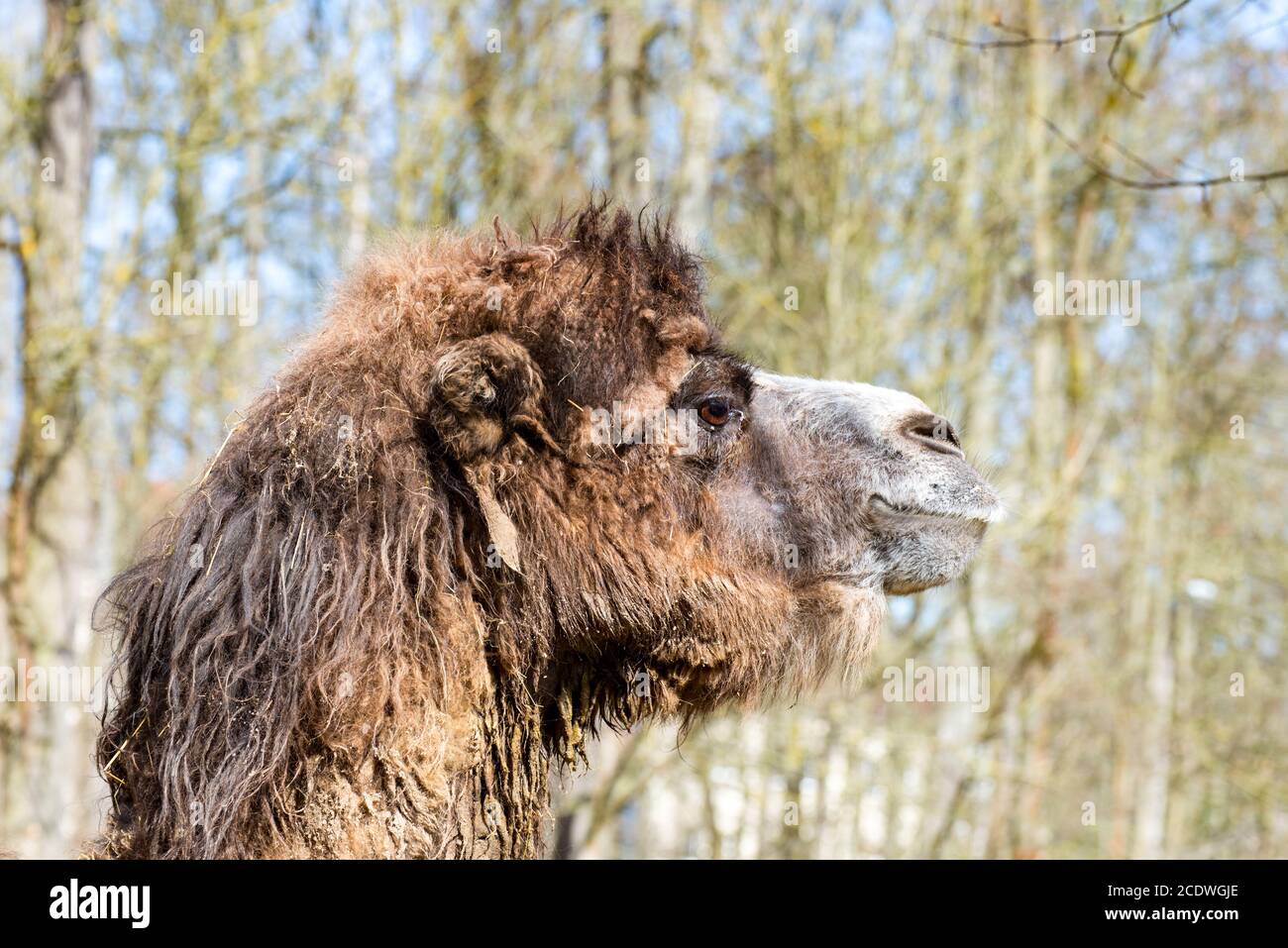 Profile Of Camel High Resolution Stock Photography and Images - Alamy