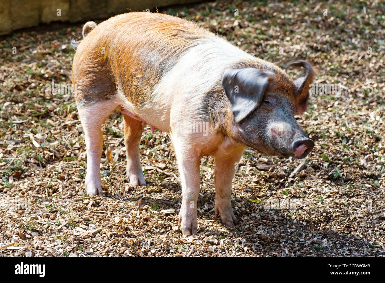 Adult domestic pig is shaking his head Stock Photo - Alamy