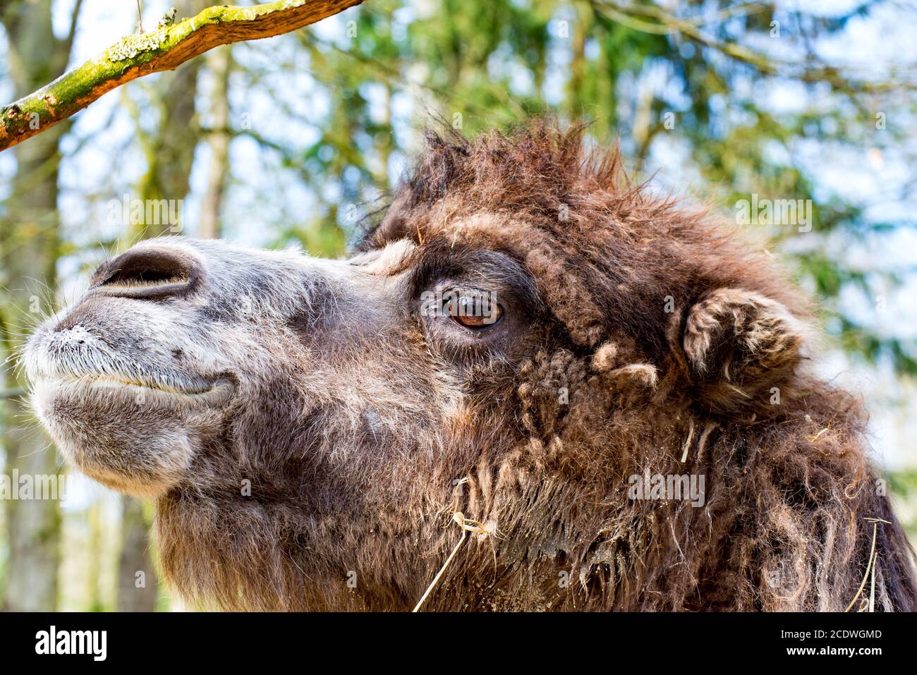 Profile wild camel in hi-res stock photography and images - Alamy
