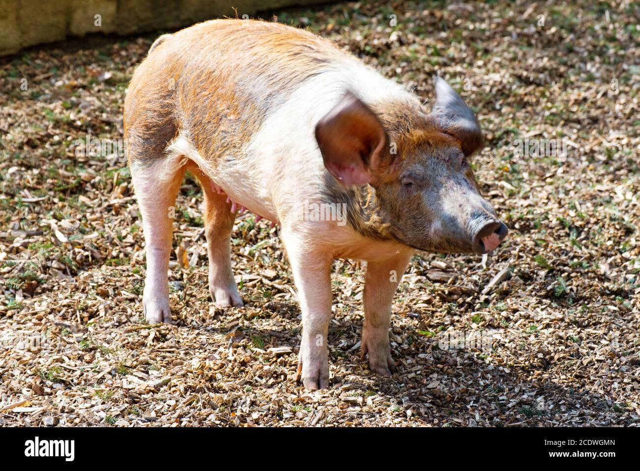 Adult domestic pig is shaking his head Stock Photo - Alamy