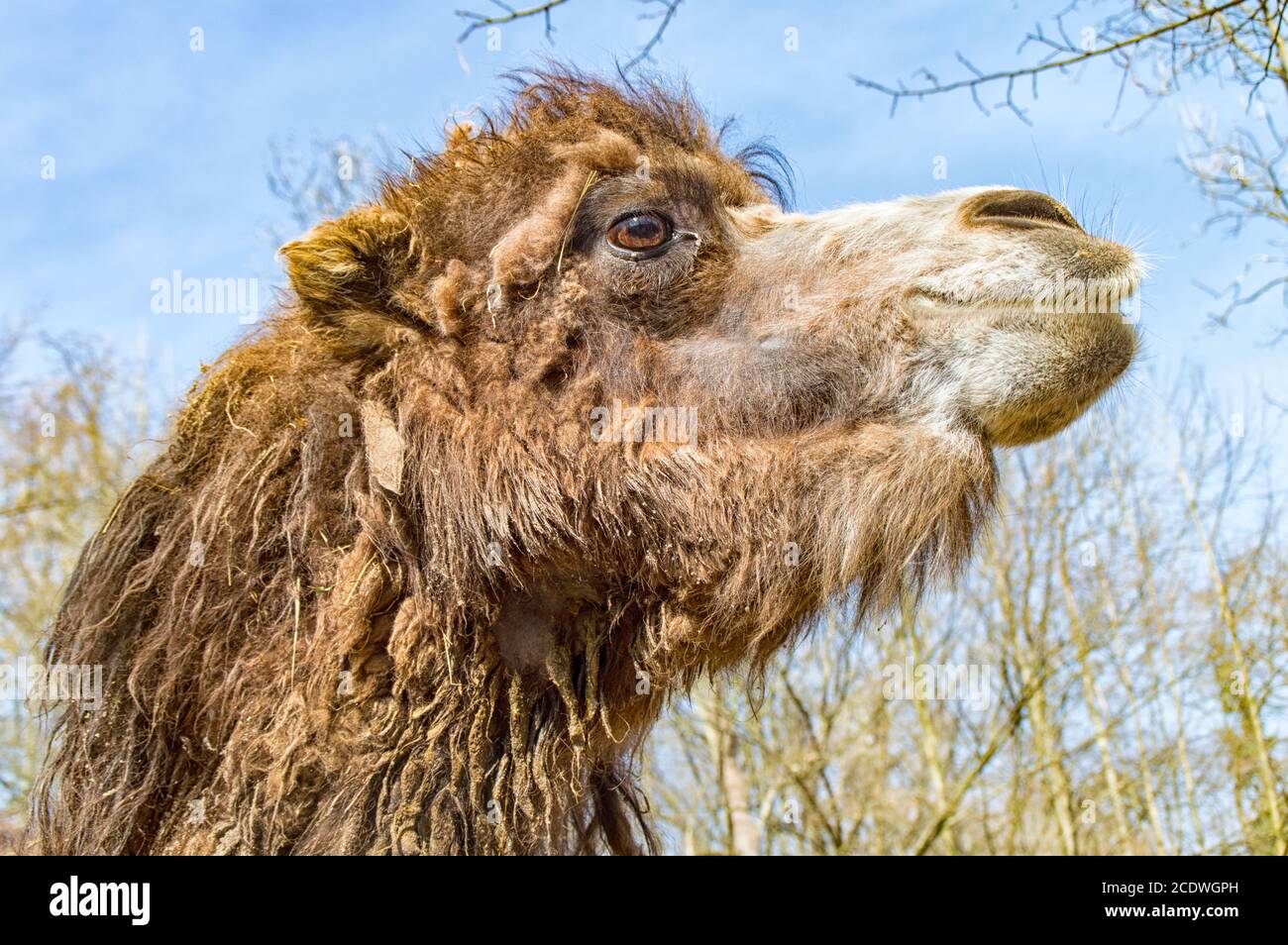 Camel shape hi-res stock photography and images - Alamy