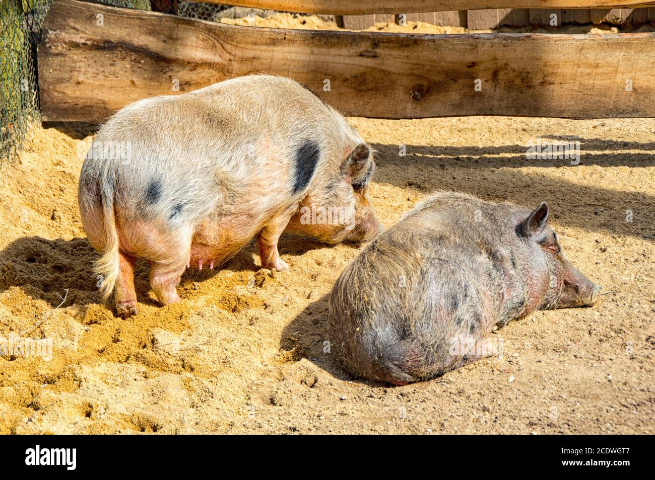 Two fat pigs enjoying the sun Stock Photo - Alamy