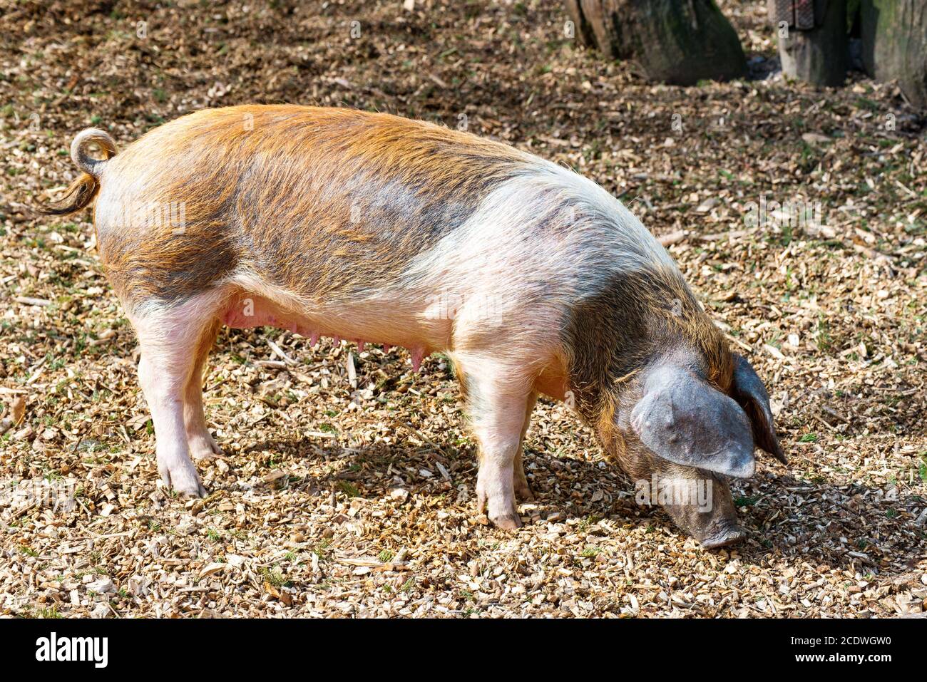 Adult domestic pig is looking for something to eat on the ground Stock ...