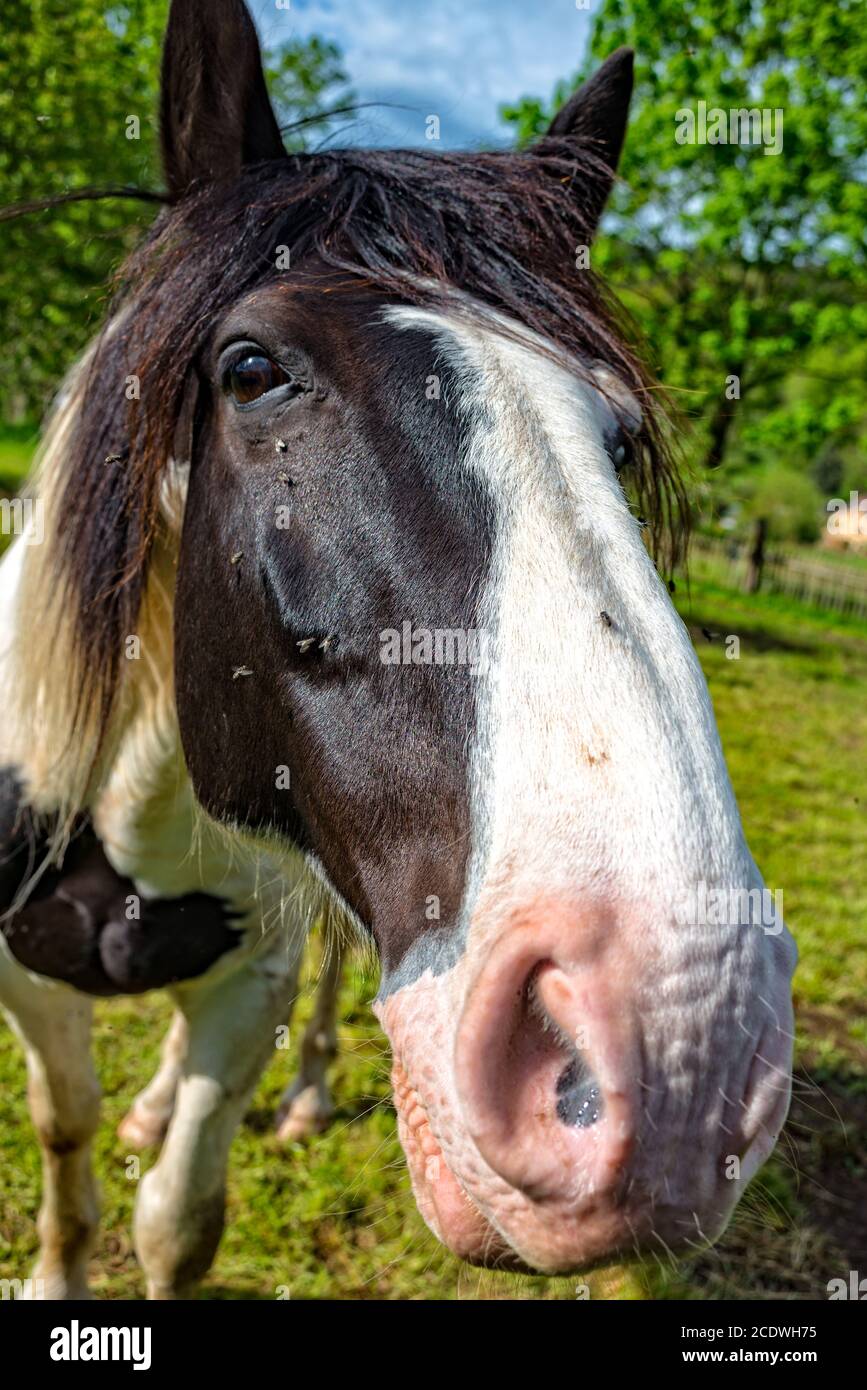 Face of a horse on the horse string Stock Photo - Alamy