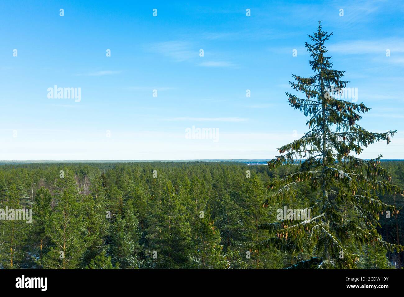 Aerial flight over pine tree hi-res stock photography and images - Alamy