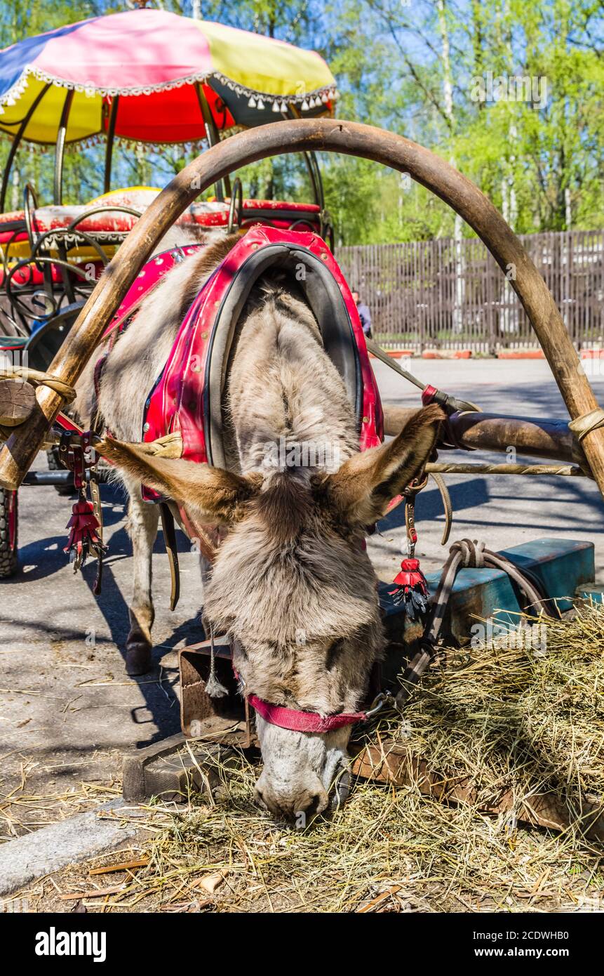 Donkey harnessed hi-res stock photography and images - Alamy