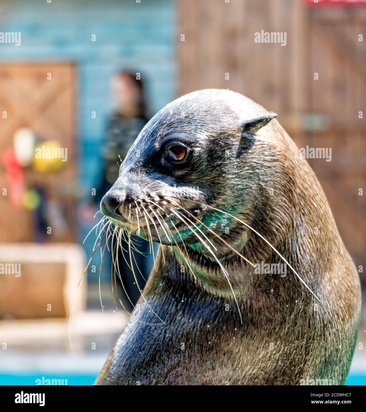 Seal looks cute Stock Photo - Alamy