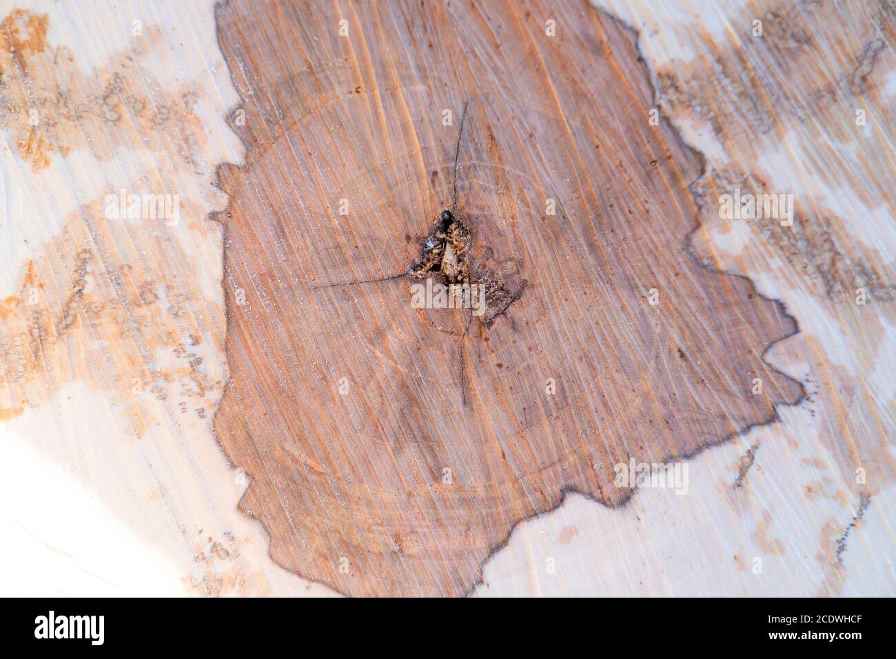 Vintage surface of wood. Rustic texture background. Rustic wood wall ...