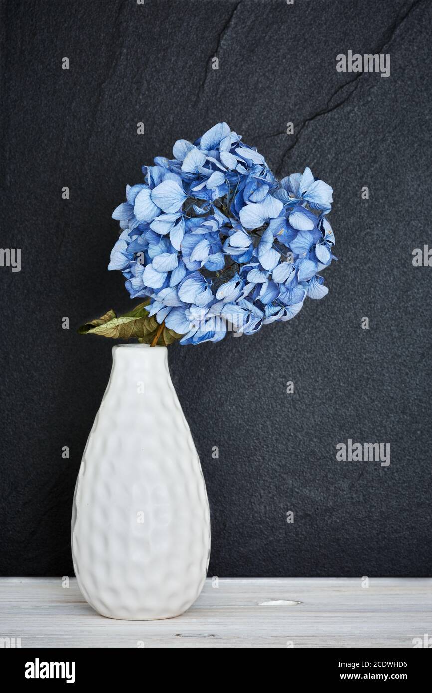 Blue hydrangea in a vase Stock Photo - Alamy