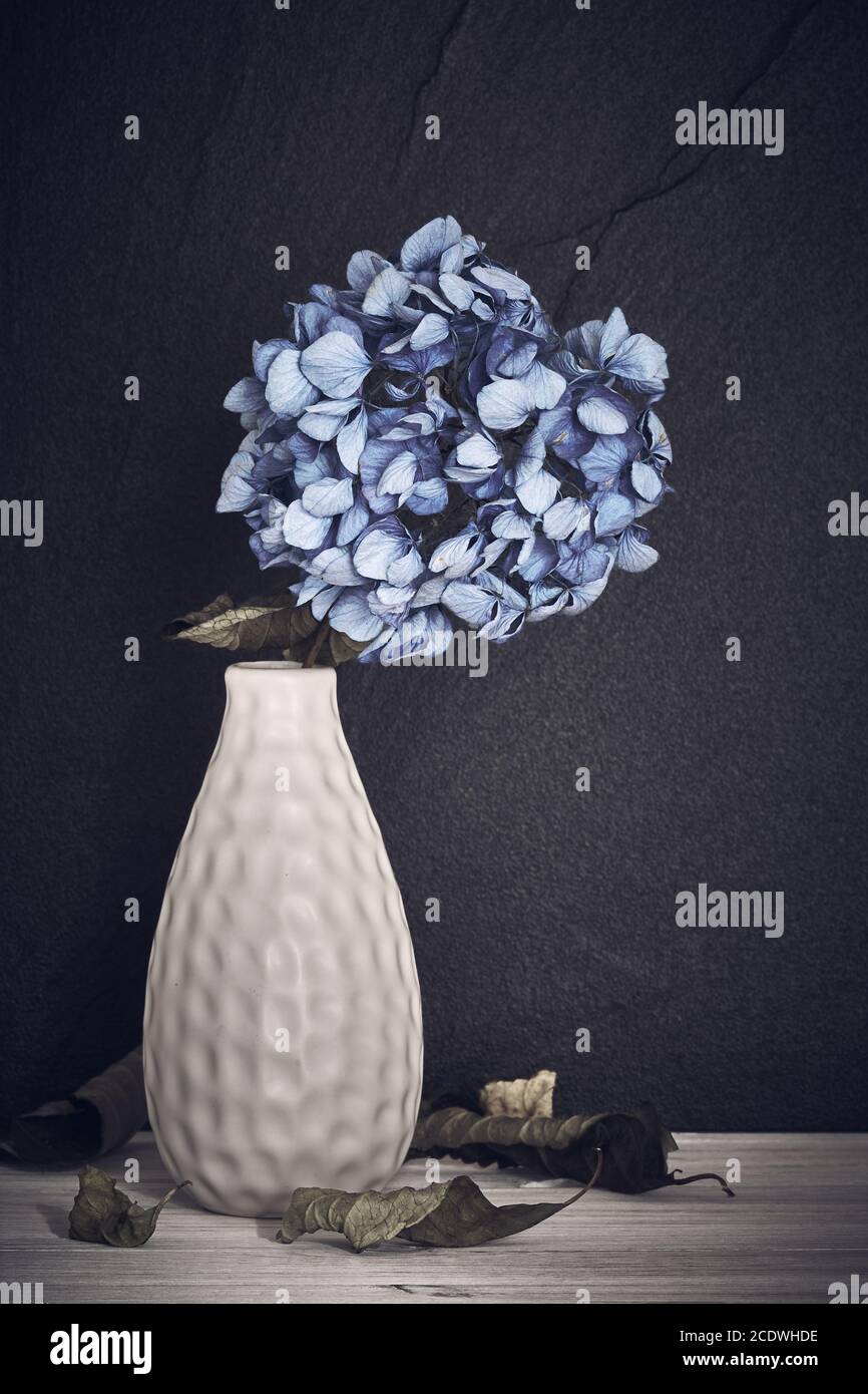 Blue hydrangea in a vase Stock Photo - Alamy