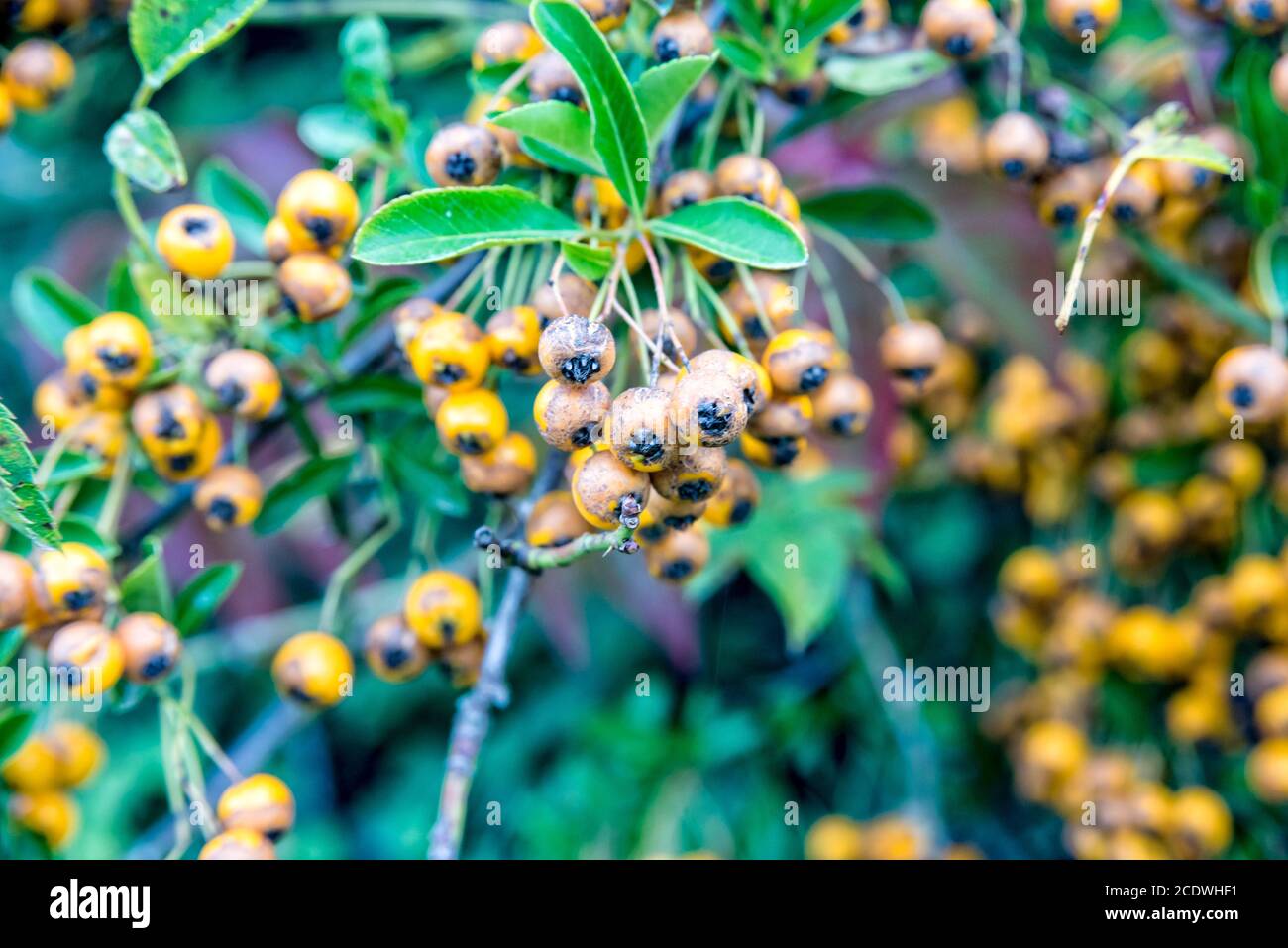 Small orange berries hi-res stock photography and images - Alamy