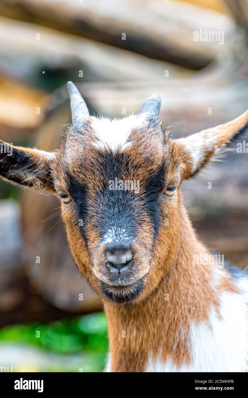 Small goat hi-res stock photography and images - Alamy