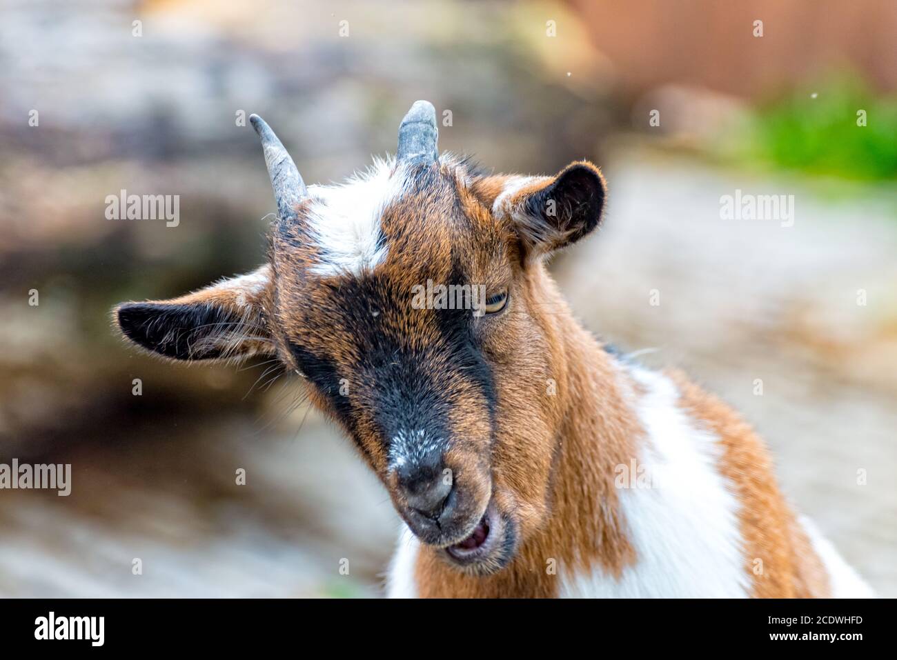 Goat enclosure hi-res stock photography and images - Alamy