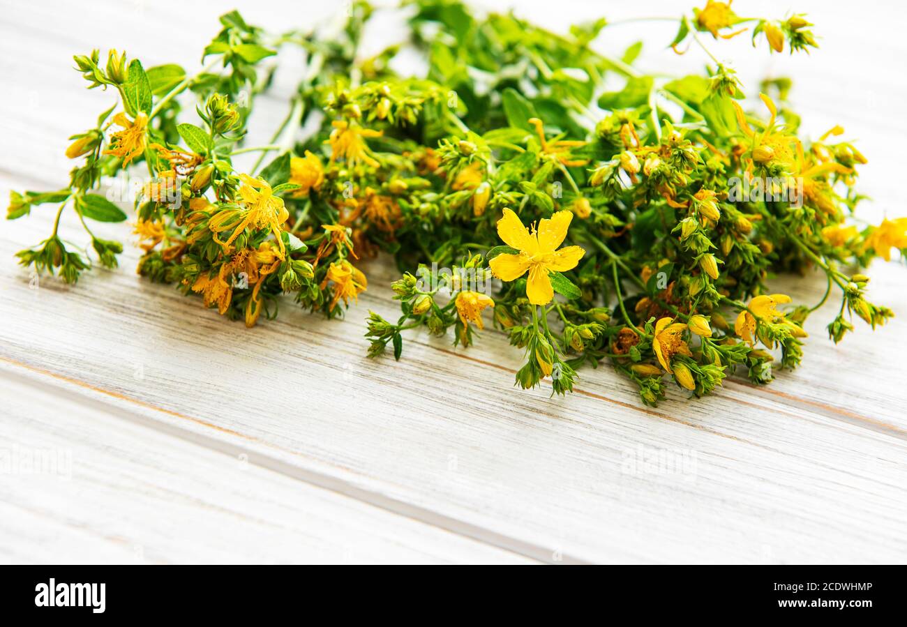 Yellow Saint Johns wort flowers on white wooden backdrop. Wild flower ...