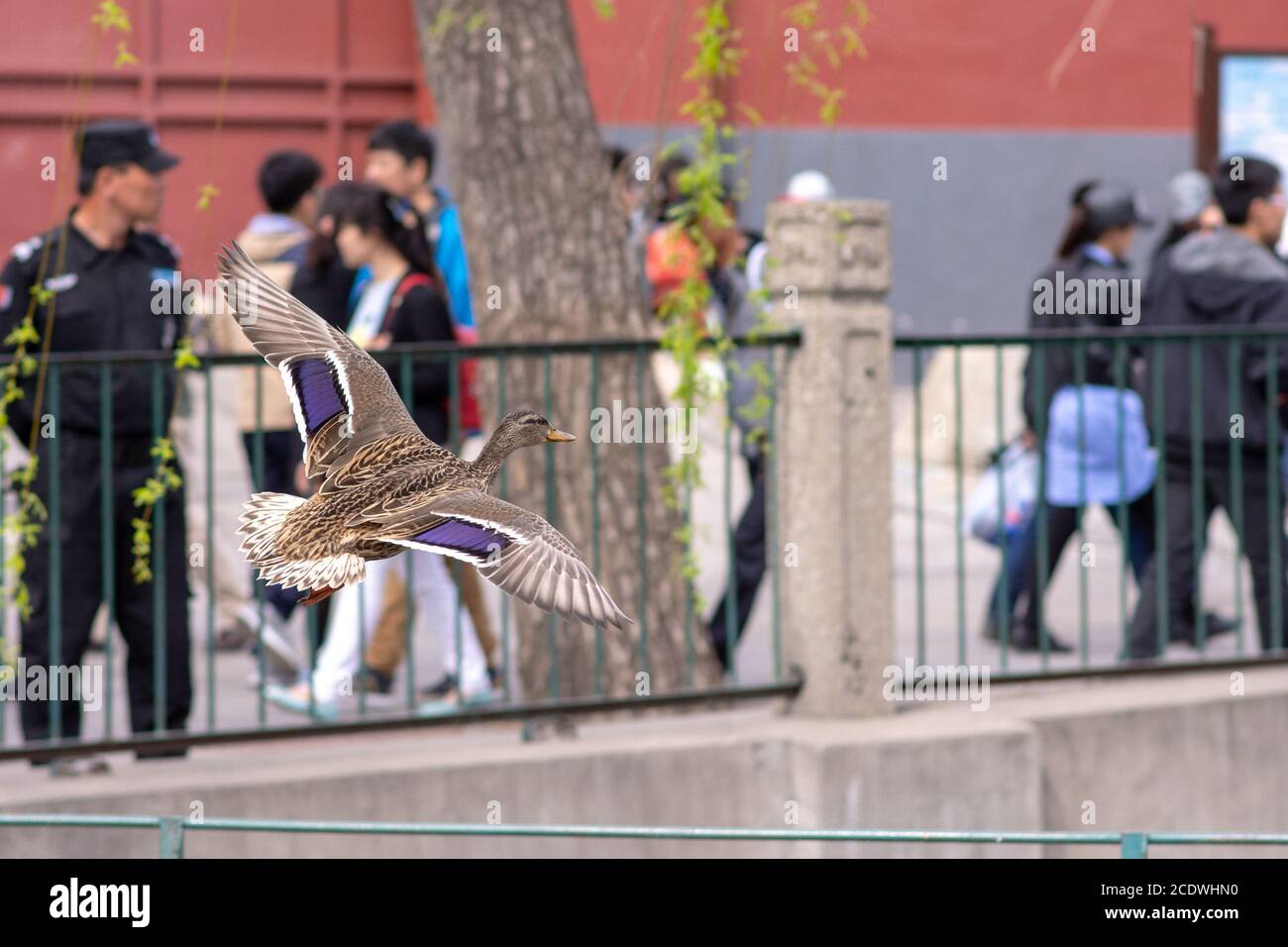 China birds hi-res stock photography and images - Alamy