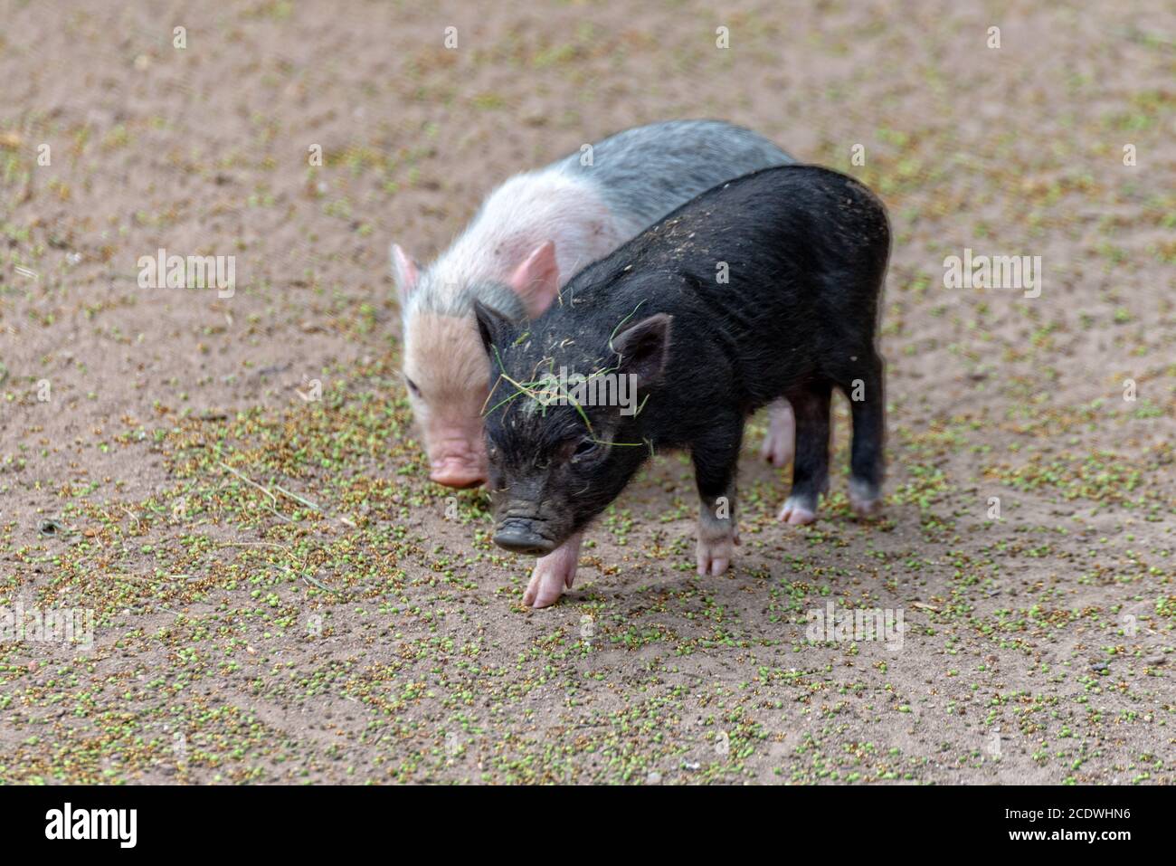 Little pigs play with each other Stock Photo - Alamy