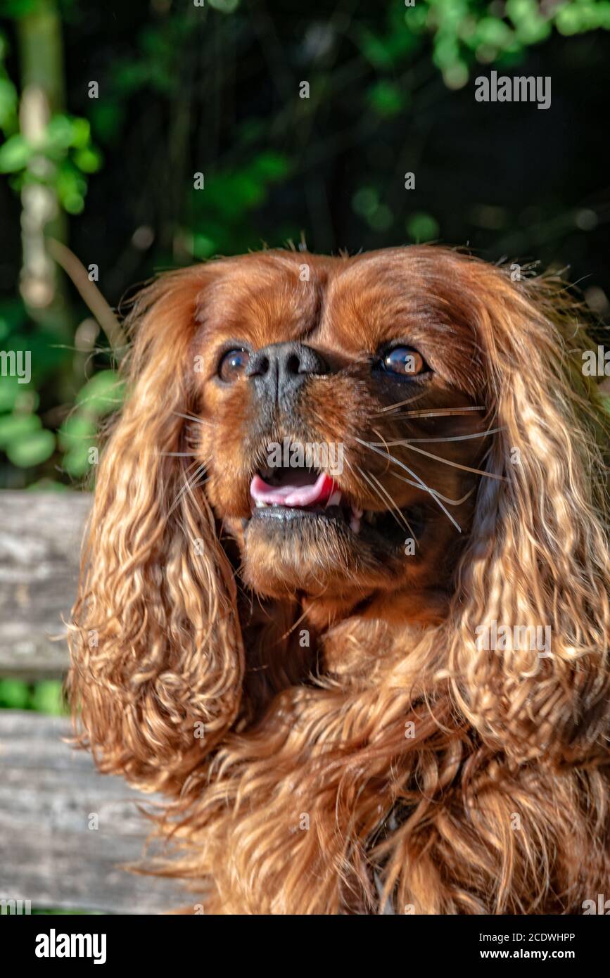 Ruby cavalier king charles spaniel hi-res stock photography and images ...