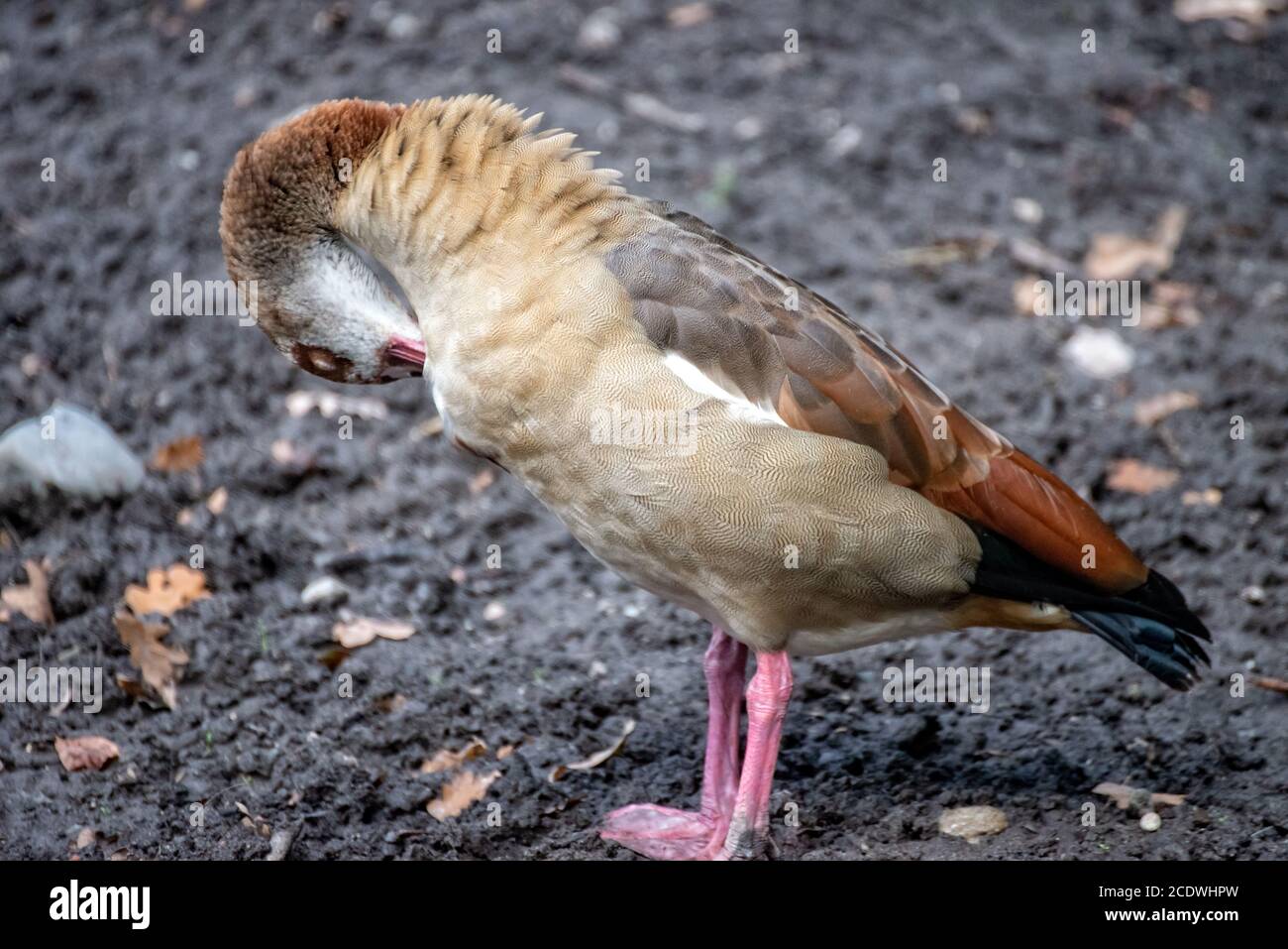 Bird on the ground Stock Photo - Alamy